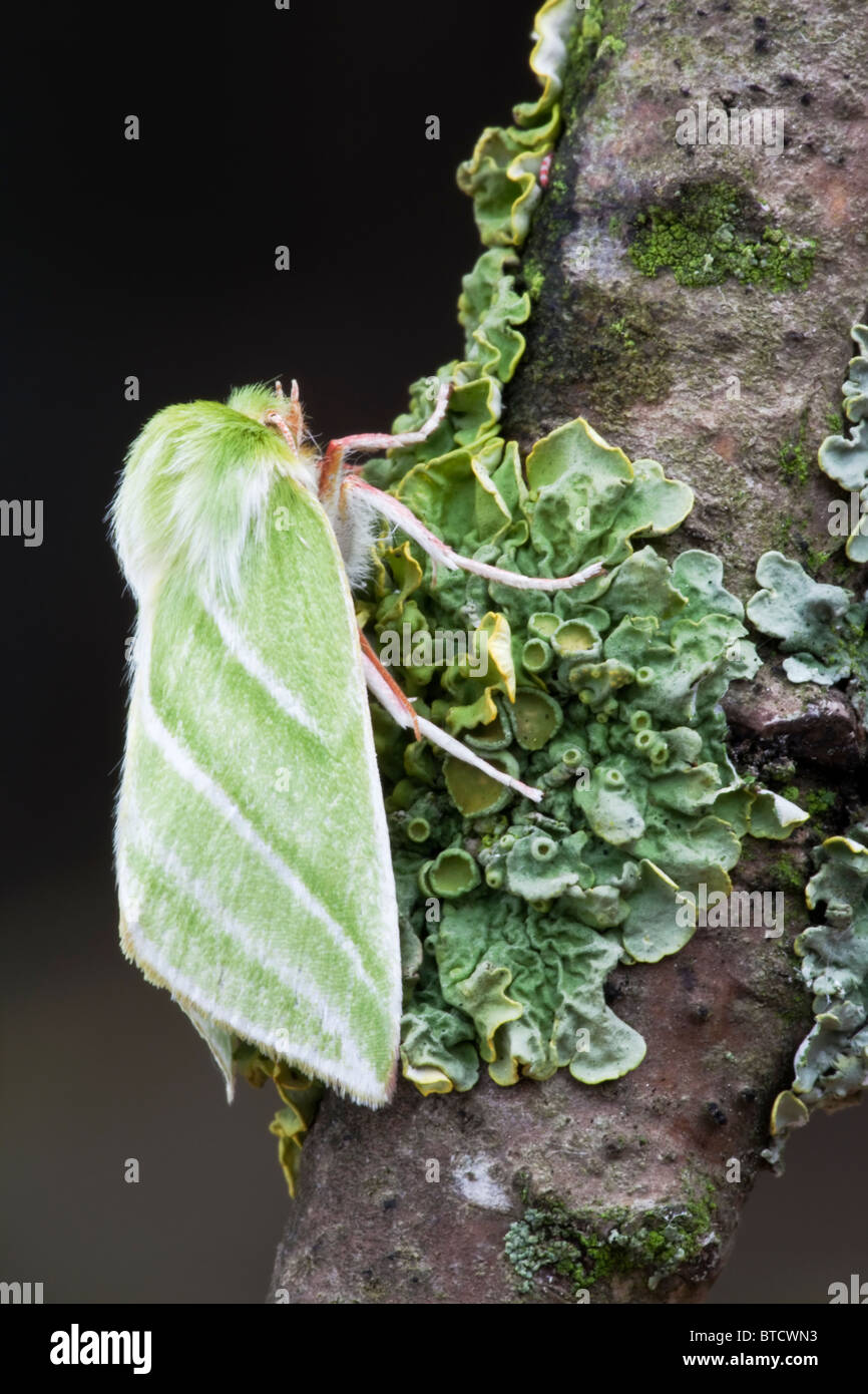 Green silverlines moth hi-res stock photography and images - Alamy