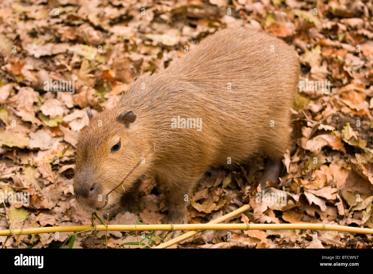 Kapibara eating leaves from the bamboo tree branch Stock Photo - Alamy