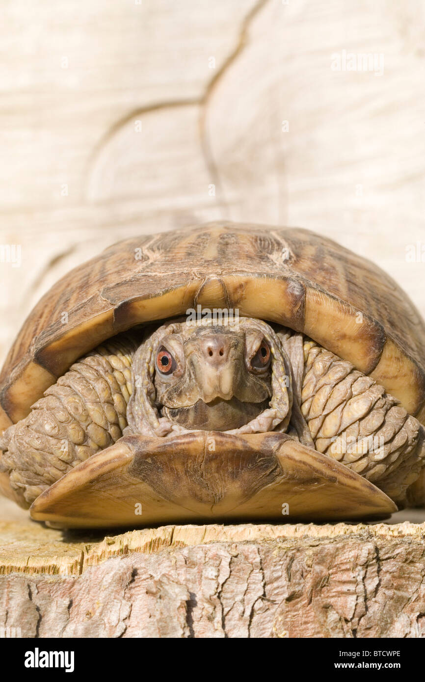 American turtle hi-res stock photography and images - Alamy