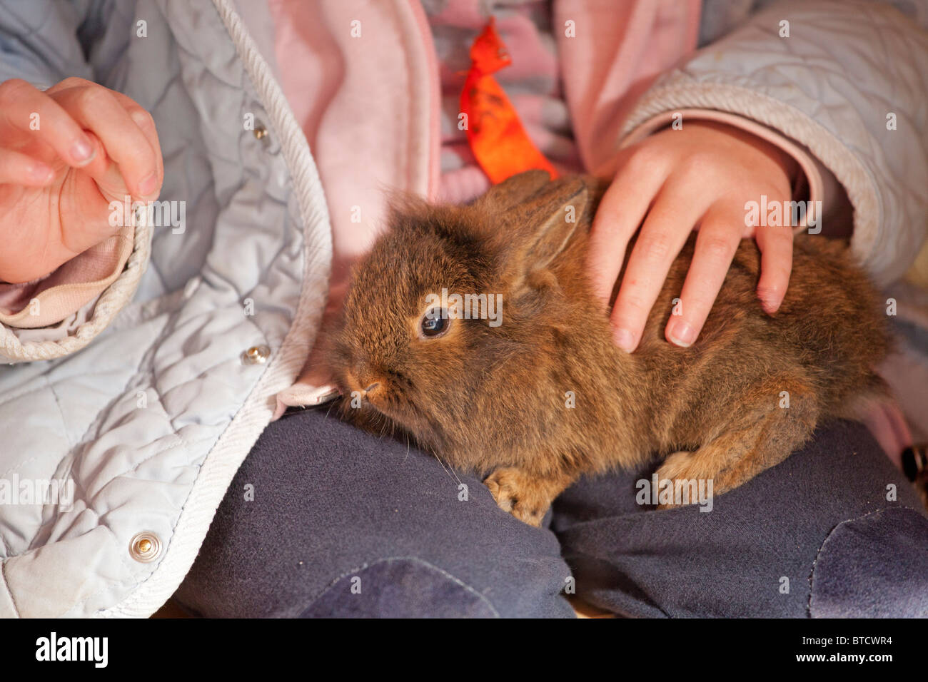 small rabbit on a little girls´s lap Stock Photo - Alamy