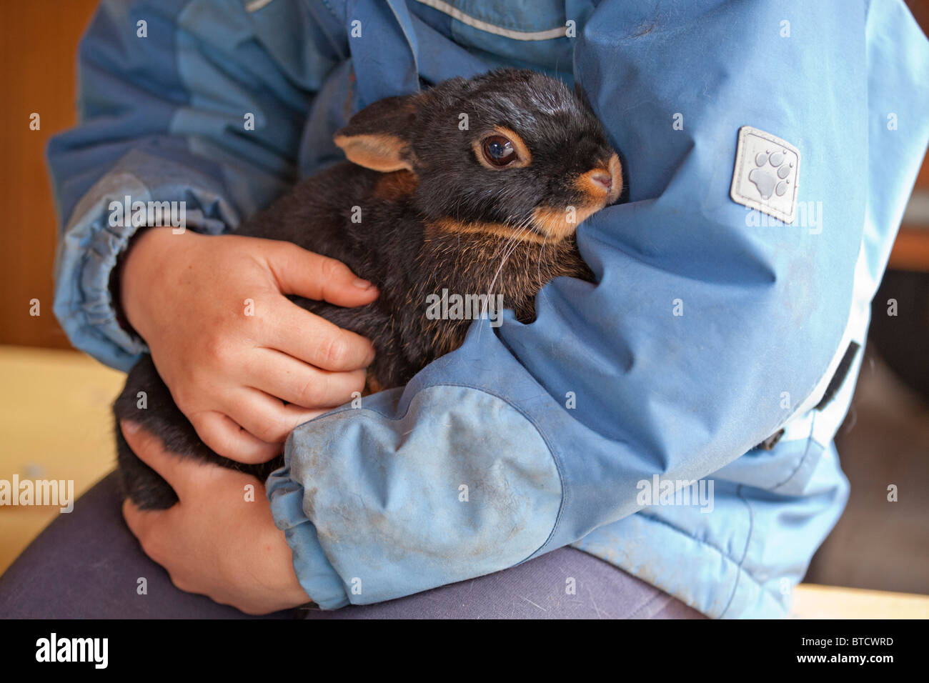 portrait of a little girl stroking a rabbit Stock Photo - Alamy