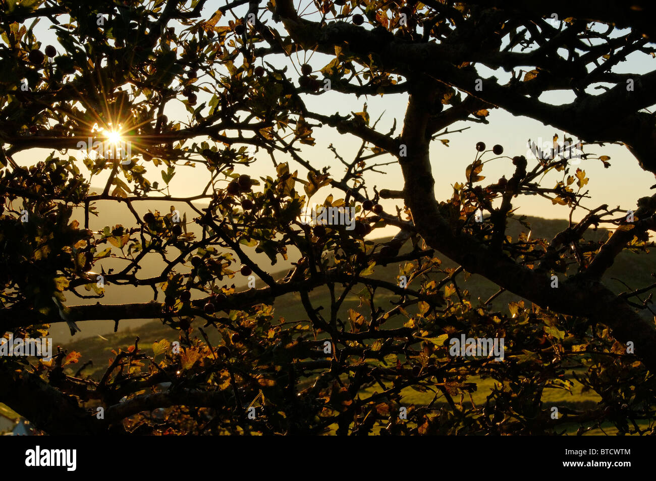 Gwynedd hawthorn tree silhouette with sunset behind hawthorn tree hi ...