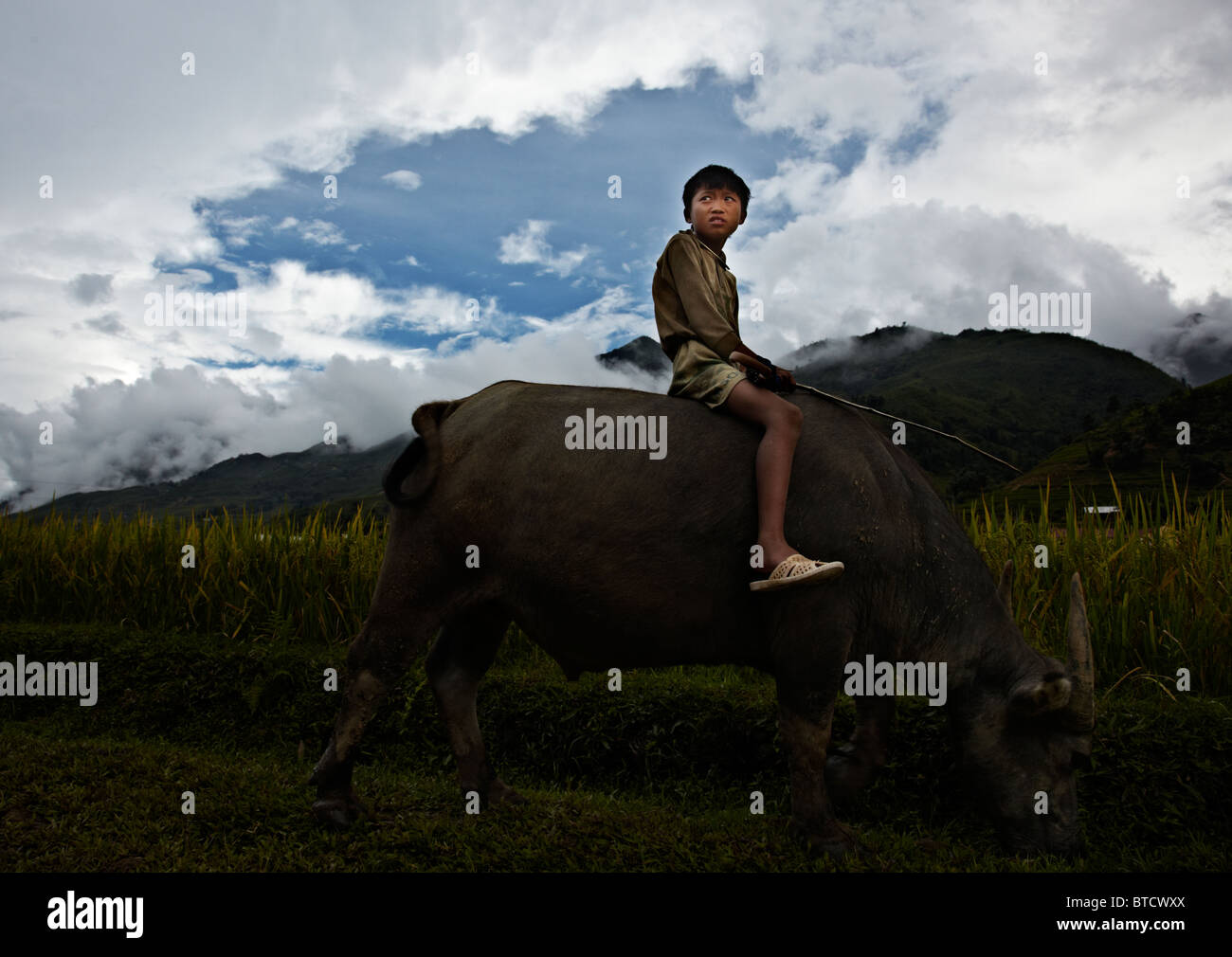 Boy riding an Ox in rural Vietnam Stock Photo - Alamy