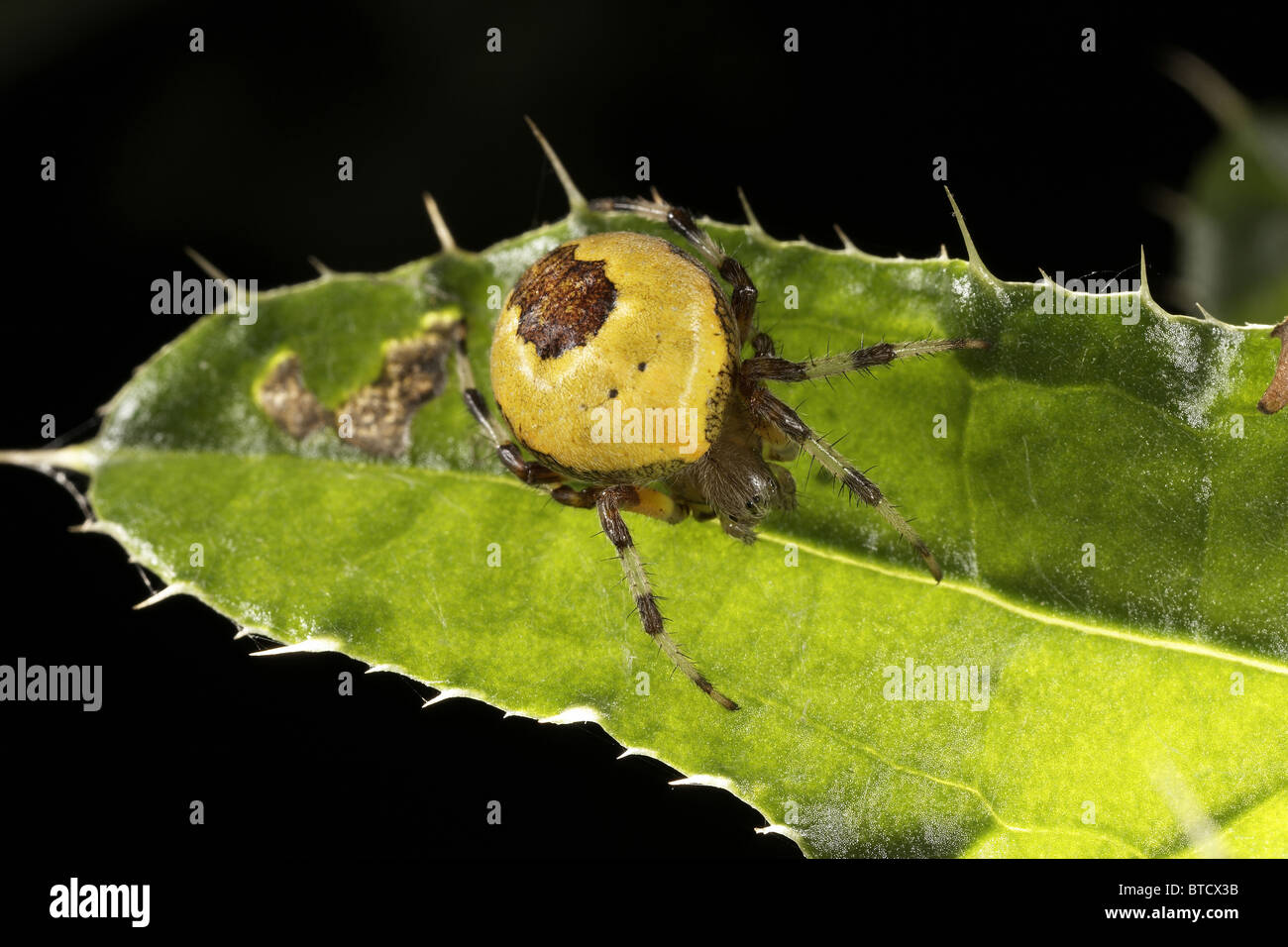 Orb Web spider, Araneus marmoreus var. pyramidatus Crowle Moor nature ...