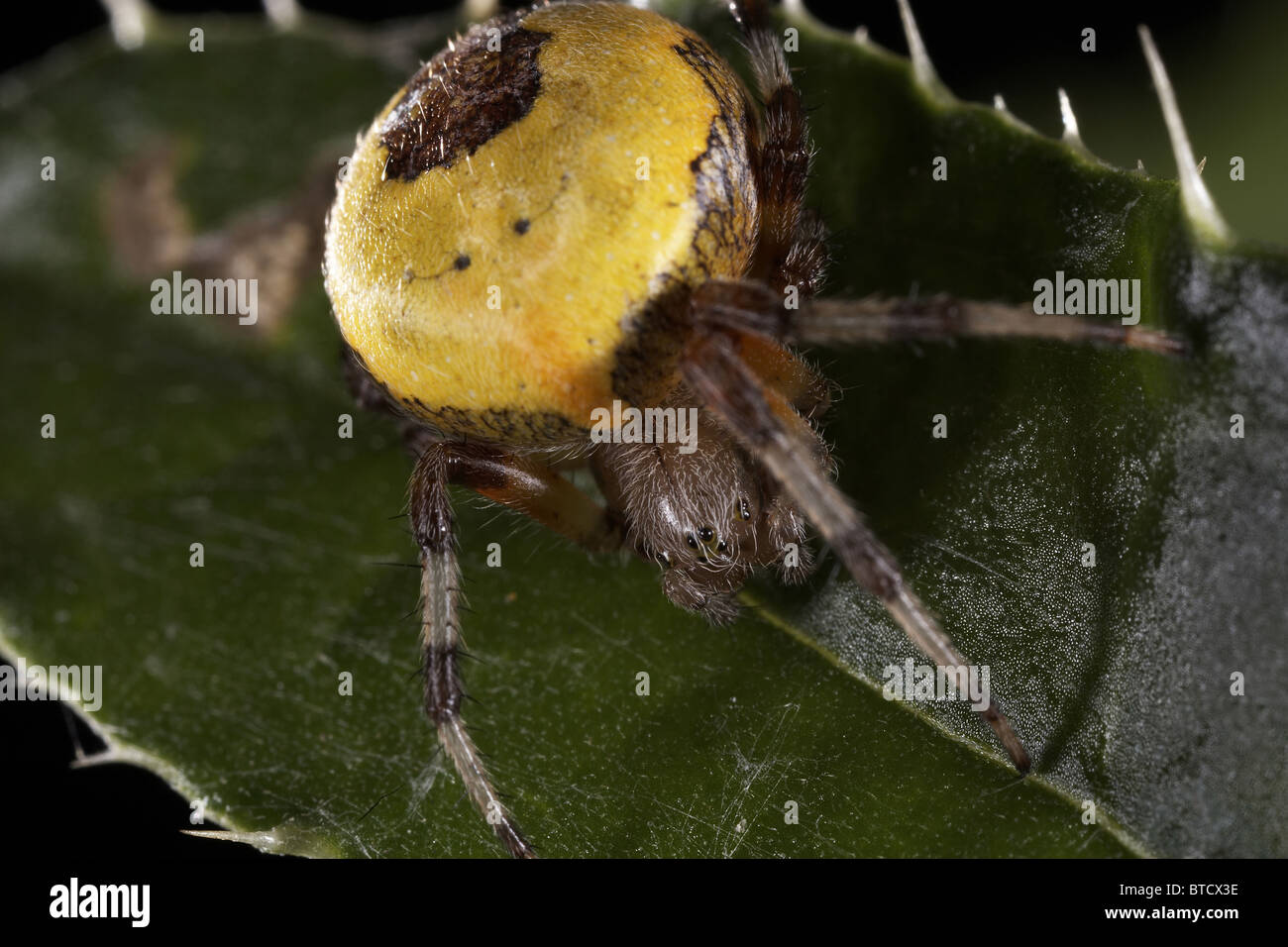 Orb Web spider, Araneus marmoreus var. pyramidatus Crowle Moor nature ...