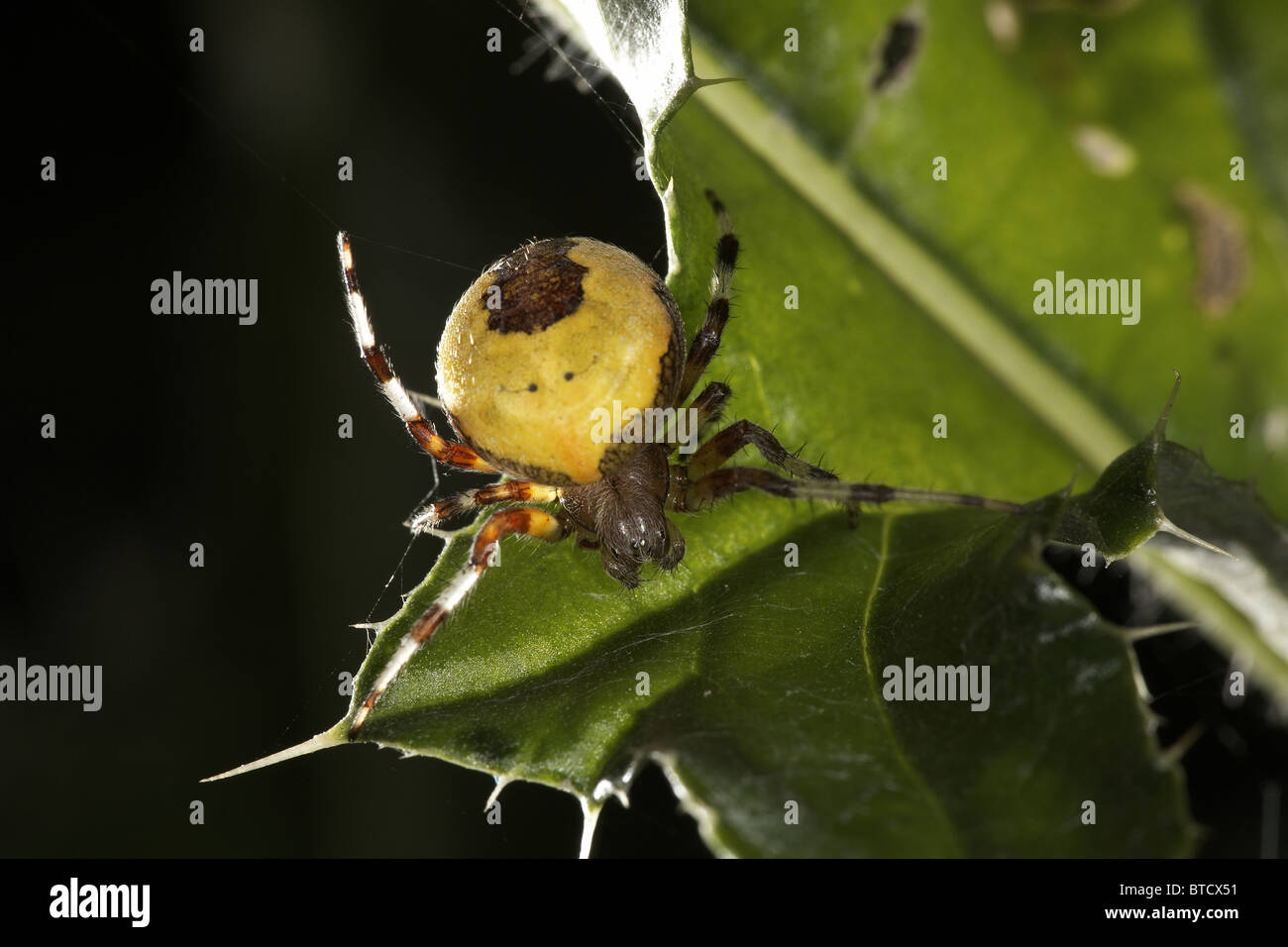 Orb Web spider, Araneus marmoreus var. pyramidatus Crowle Moor nature ...