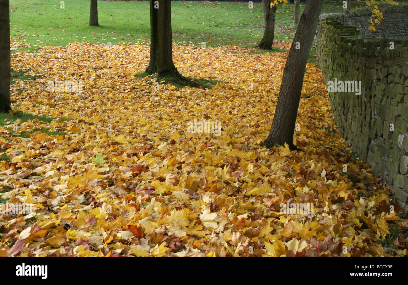 Carpets of golden leaves hi-res stock photography and images - Alamy