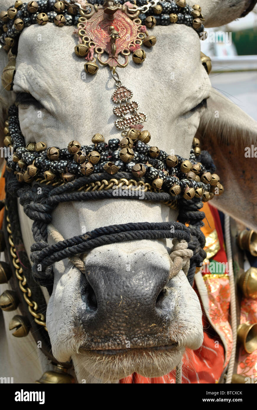 Indian bull hi-res stock photography and images - Alamy