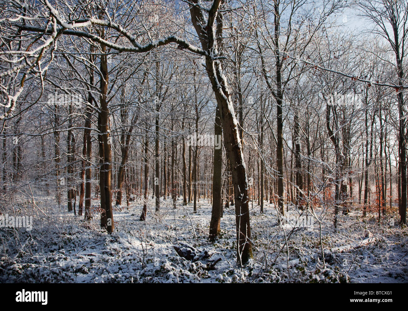 woodland after snow Stock Photo - Alamy