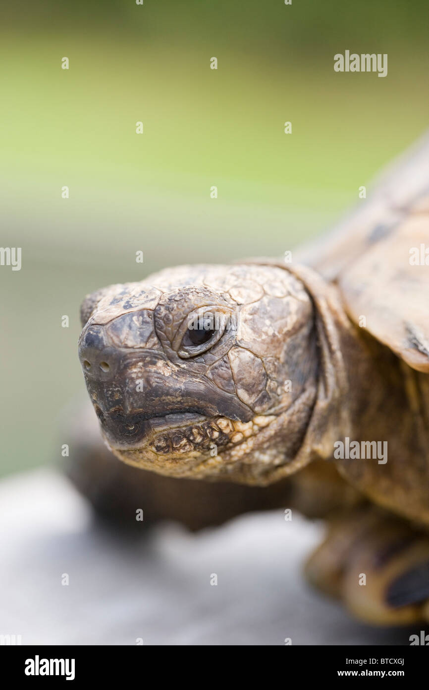 Tortoisetestudo hi-res stock photography and images - Alamy