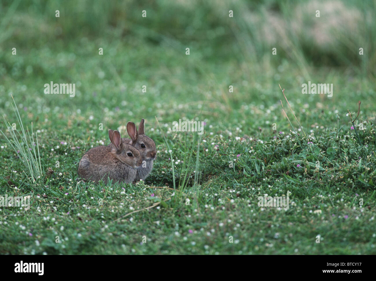 Rabbits eating plants hi-res stock photography and images - Alamy