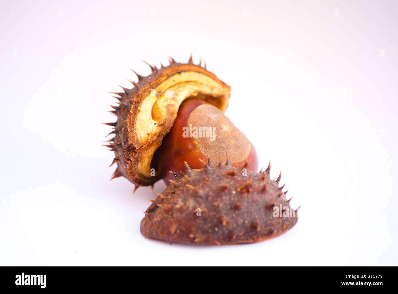 A pair of horse chestnut shells Stock Photo - Alamy