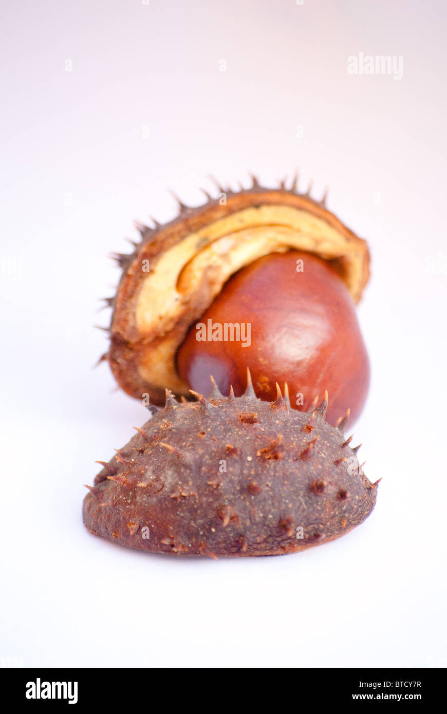 Chestnut spiky shell hi-res stock photography and images - Alamy