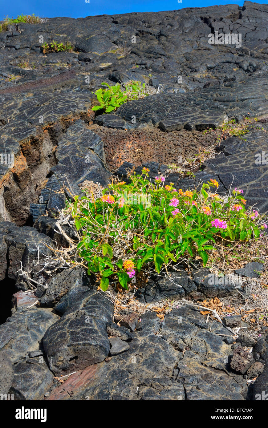 Hawaii shrub field big island hi-res stock photography and images - Alamy