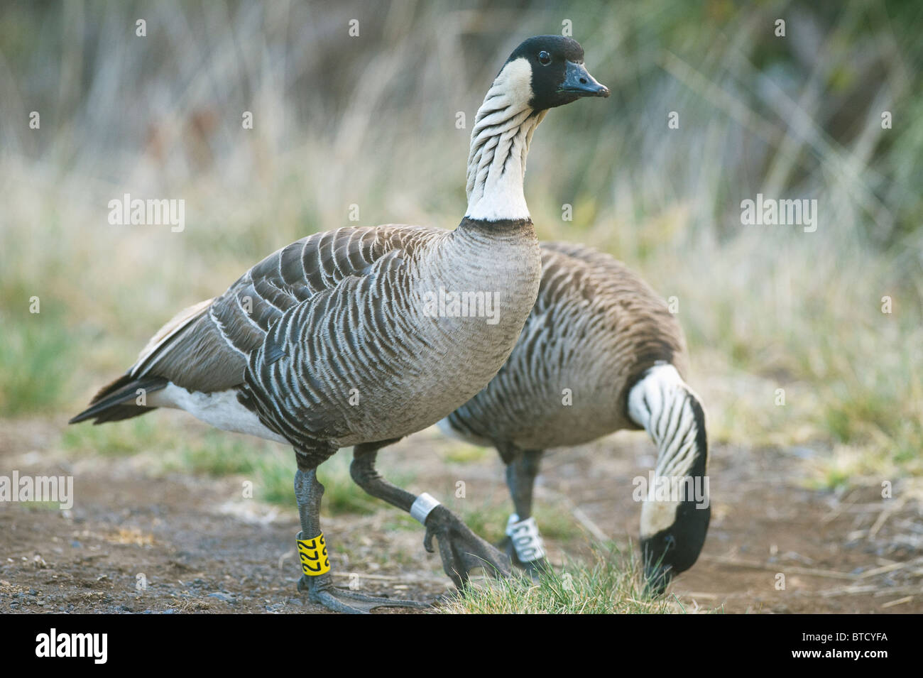 Nene (Hawaiian) Goose (Branta sandvicensis), Wild pair, ENDANGERED ...