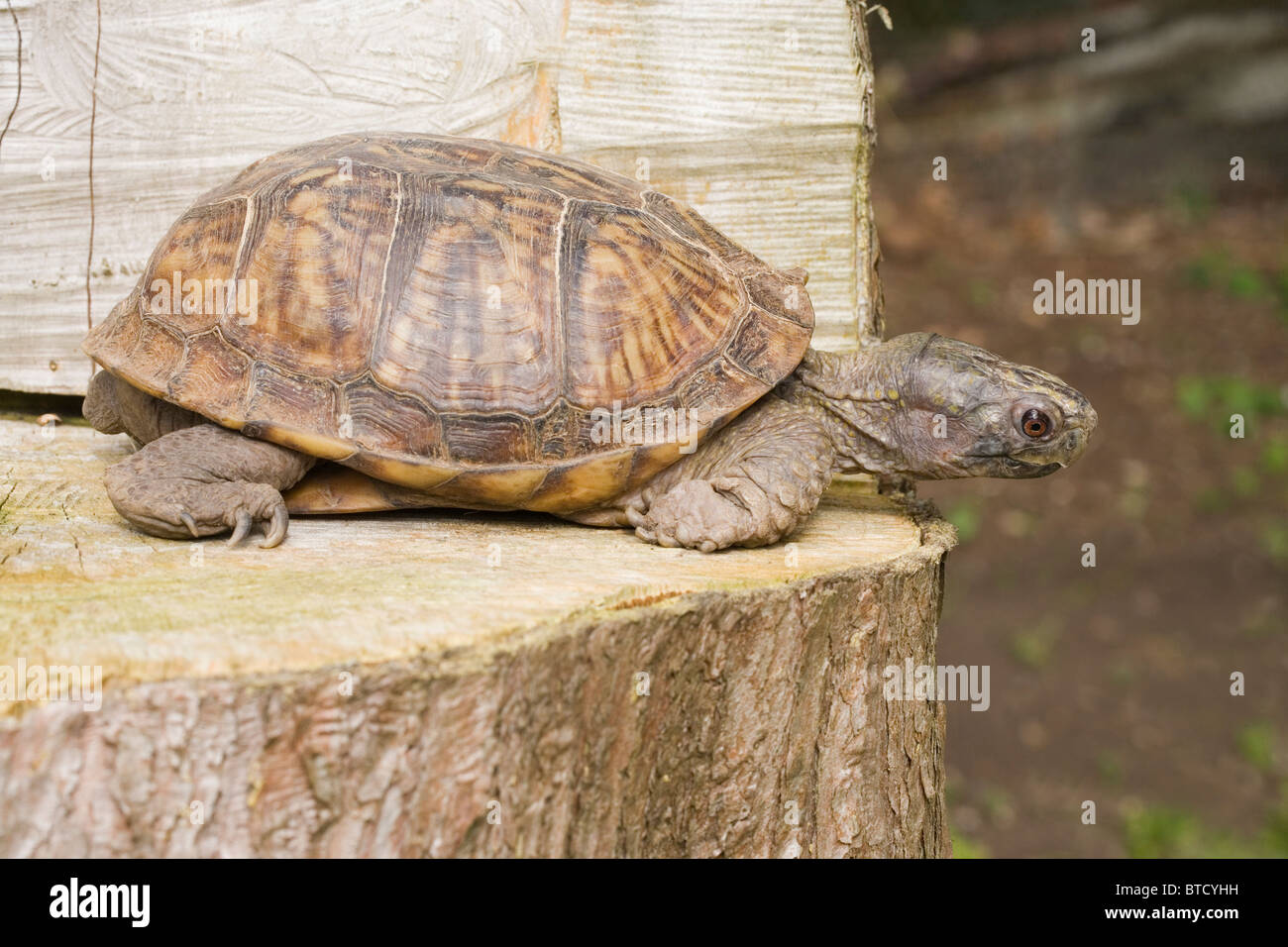 North American, Carolina Box Turtle Terrapene carolina. Looking with ...