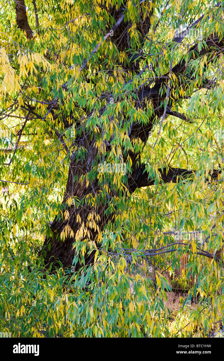Autumn willow tree hi-res stock photography and images - Alamy