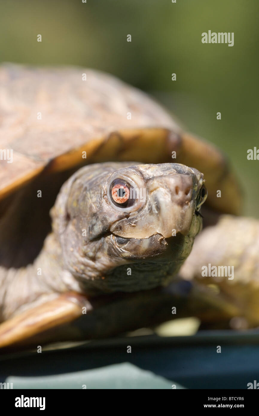North American Box Turtle (Terrapene carolina). Portrait. Head. Eye ...