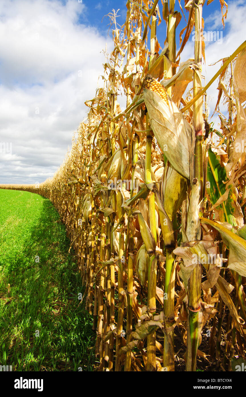 Corn before harvest Stock Photo - Alamy