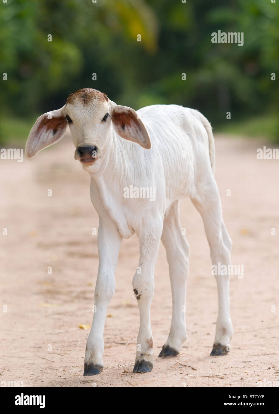 Asian calf hi-res stock photography and images - Alamy