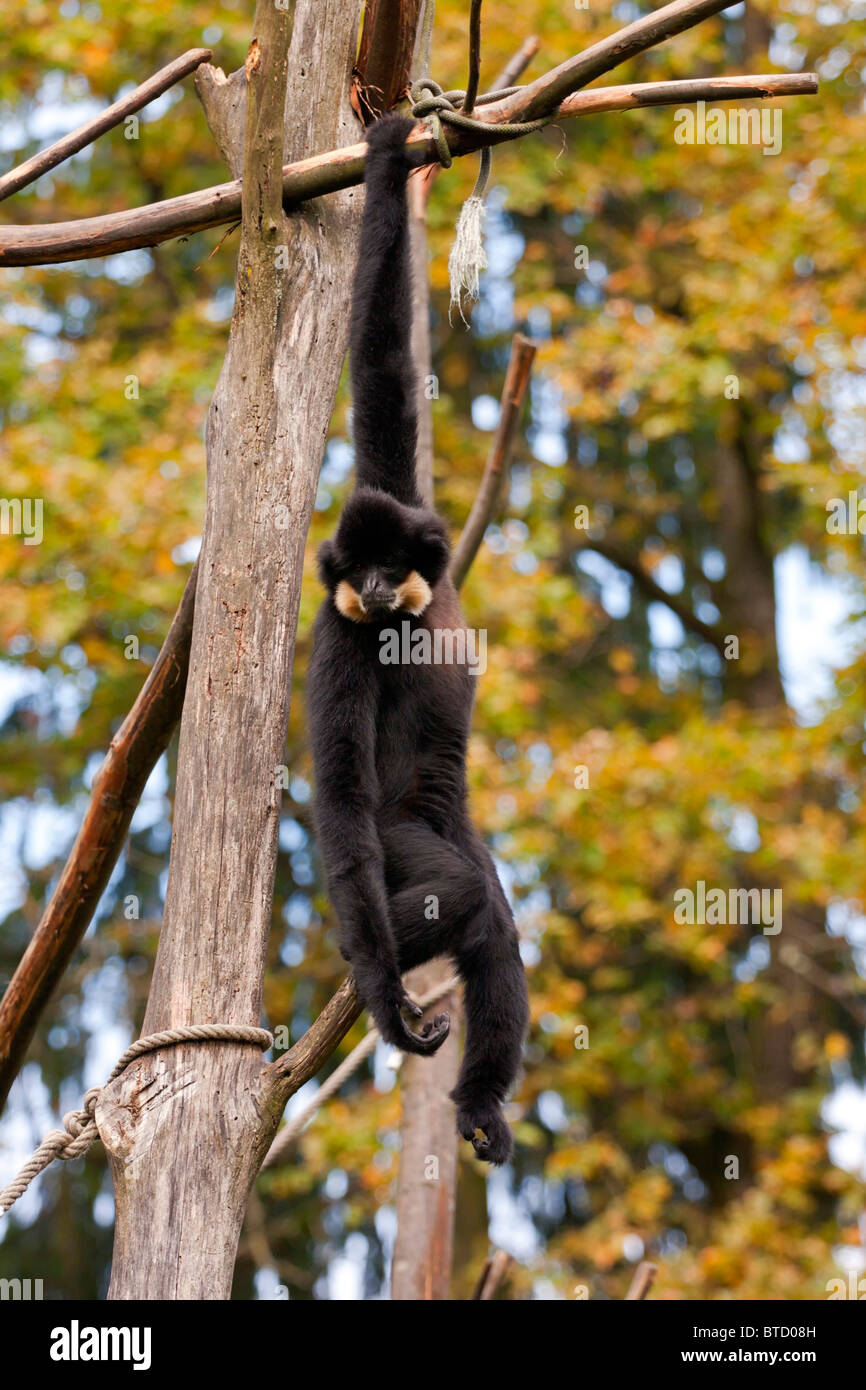Gibbon hanging from thetree branch Stock Photo - Alamy