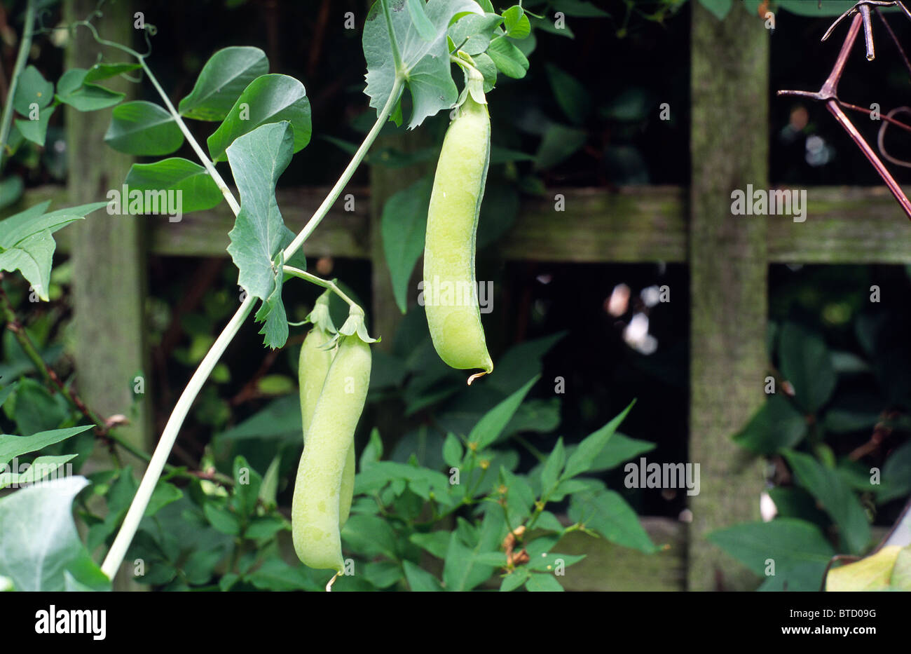 Close Up of Peas growing ( Pisum sativum Stock Photo - Alamy