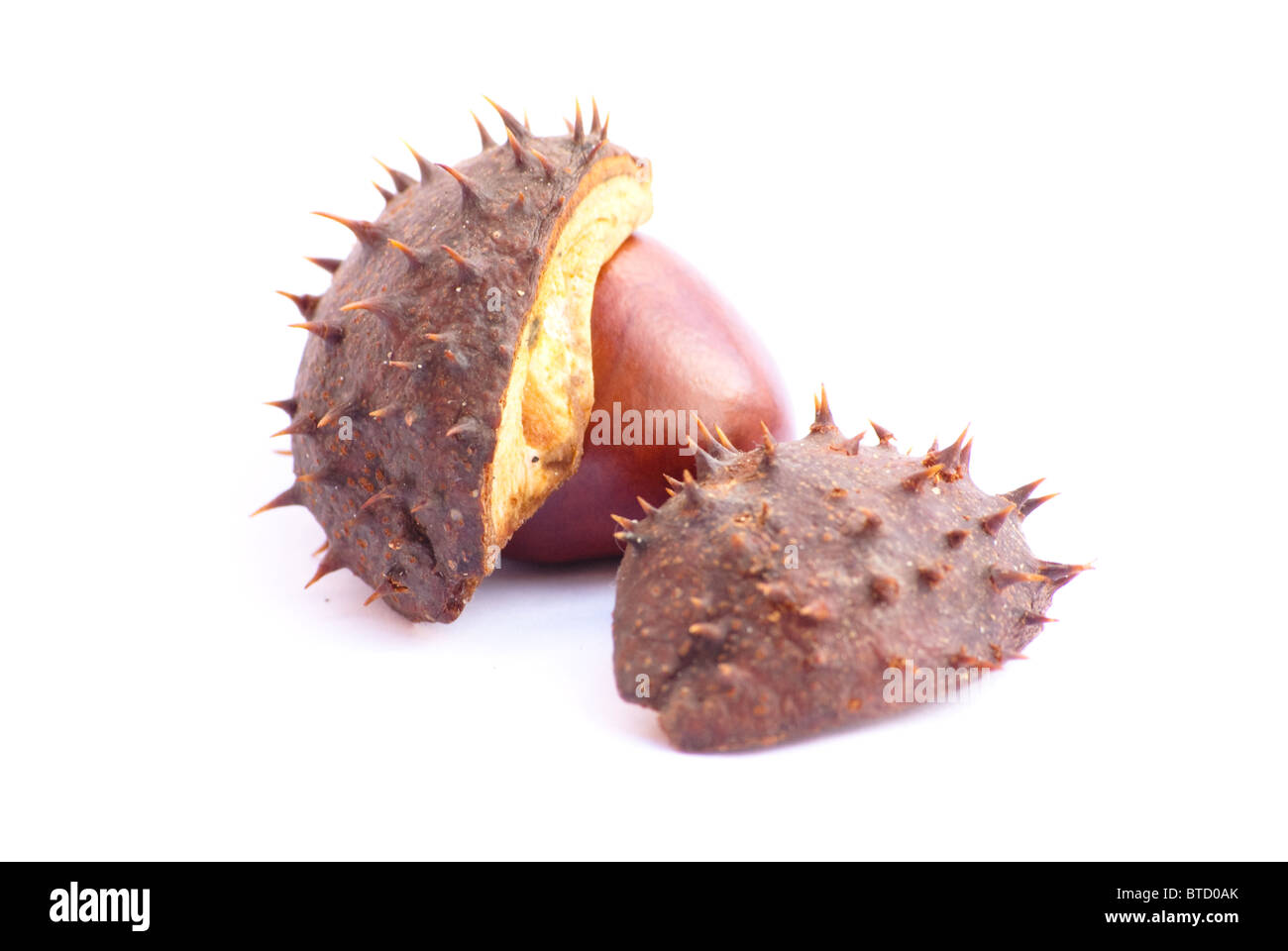 Chestnut shell hi-res stock photography and images - Alamy