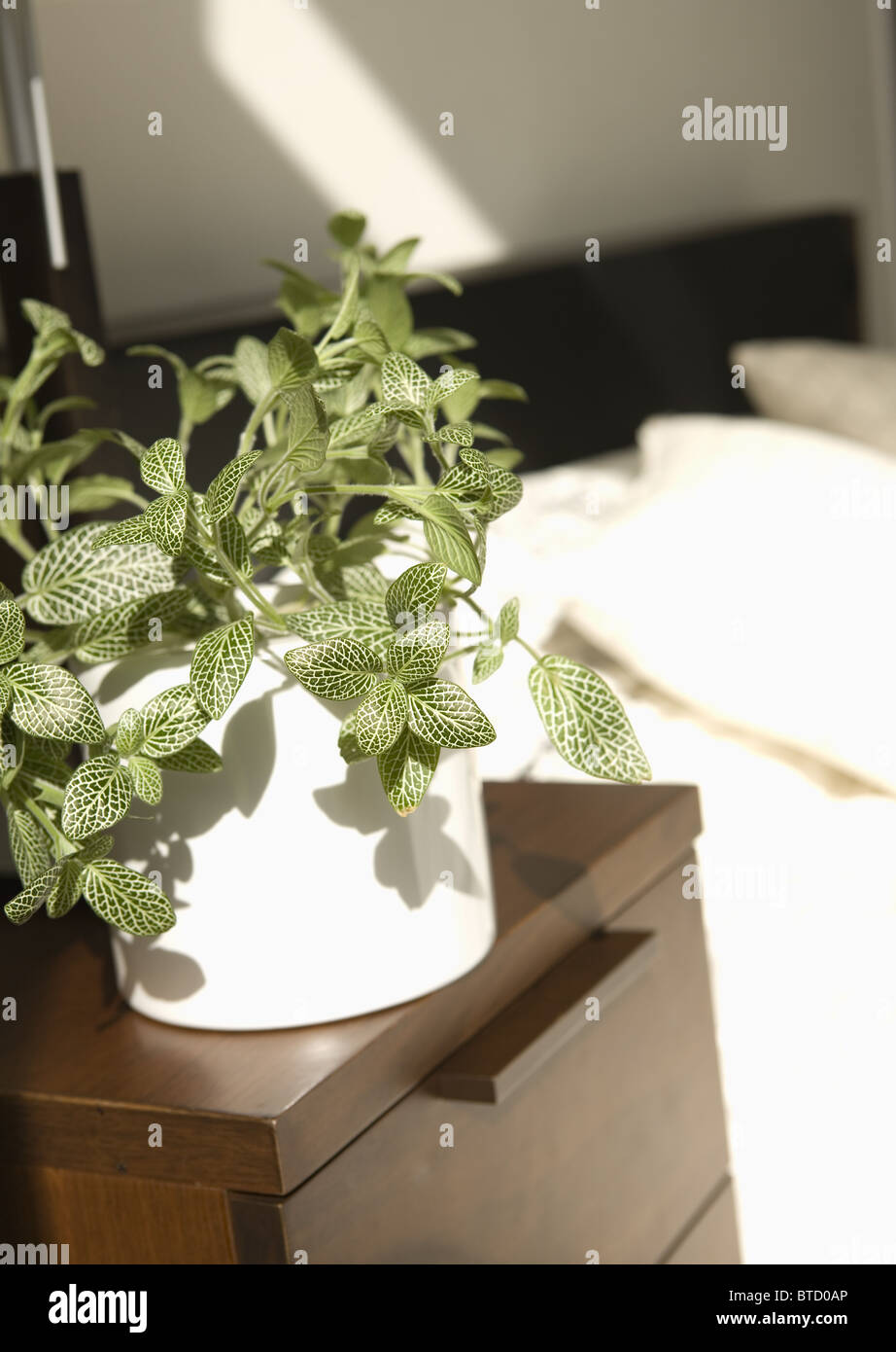 Potted plant in bedroom Stock Photo - Alamy