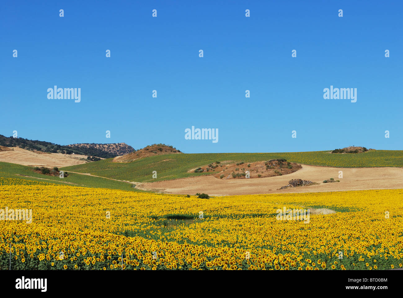 Sunflower field, Near Almargen, Malaga Province, Andalucia, Spain ...