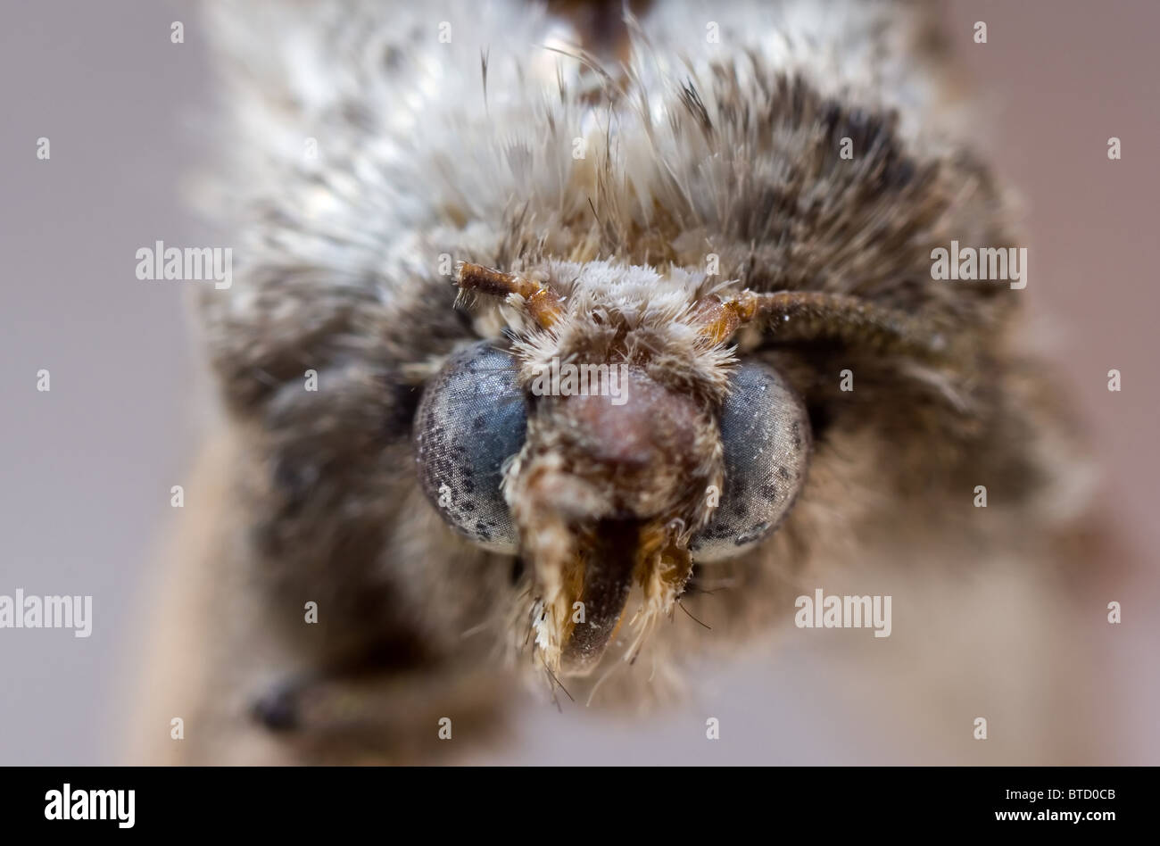 Detail of a dead moth (Heterocera Stock Photo - Alamy