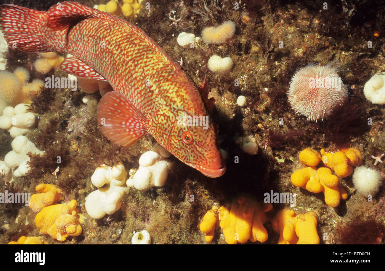 Ballan Wrasse. The UK's largest wrasse. Comes an many colour variations ...