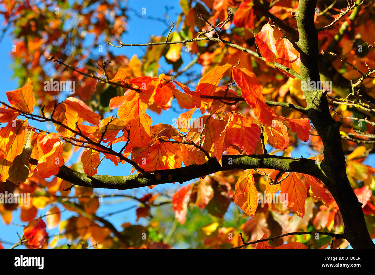 Colorful Autumn Foliage Stock Photo - Alamy