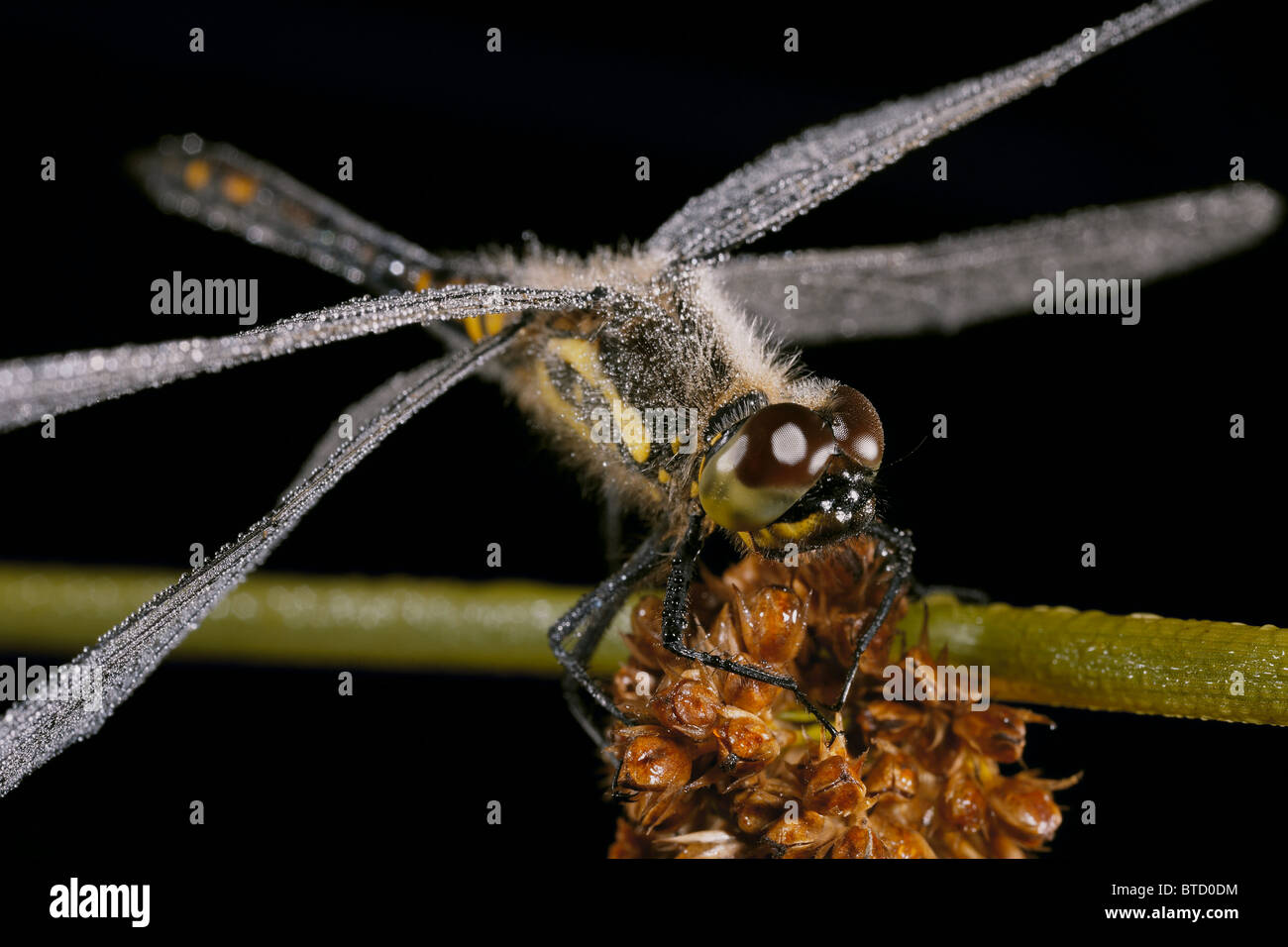 Black Darter, Sympetrum danae dragonfly covered in morning dew, Crowle ...