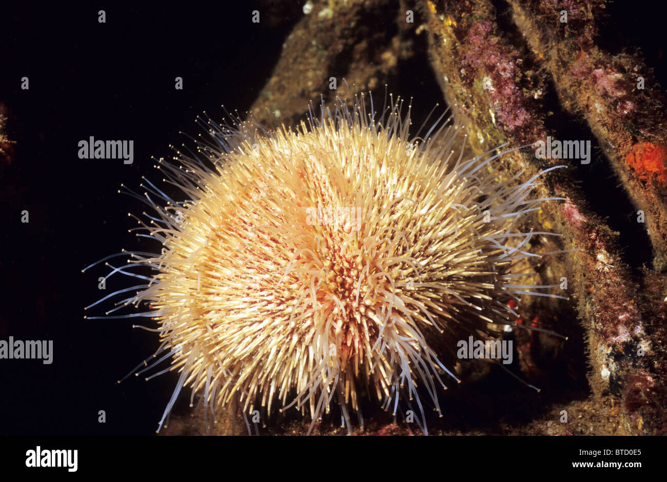 Sea Urchin Uk Stock Photos & Sea Urchin Uk Stock Images - Alamy