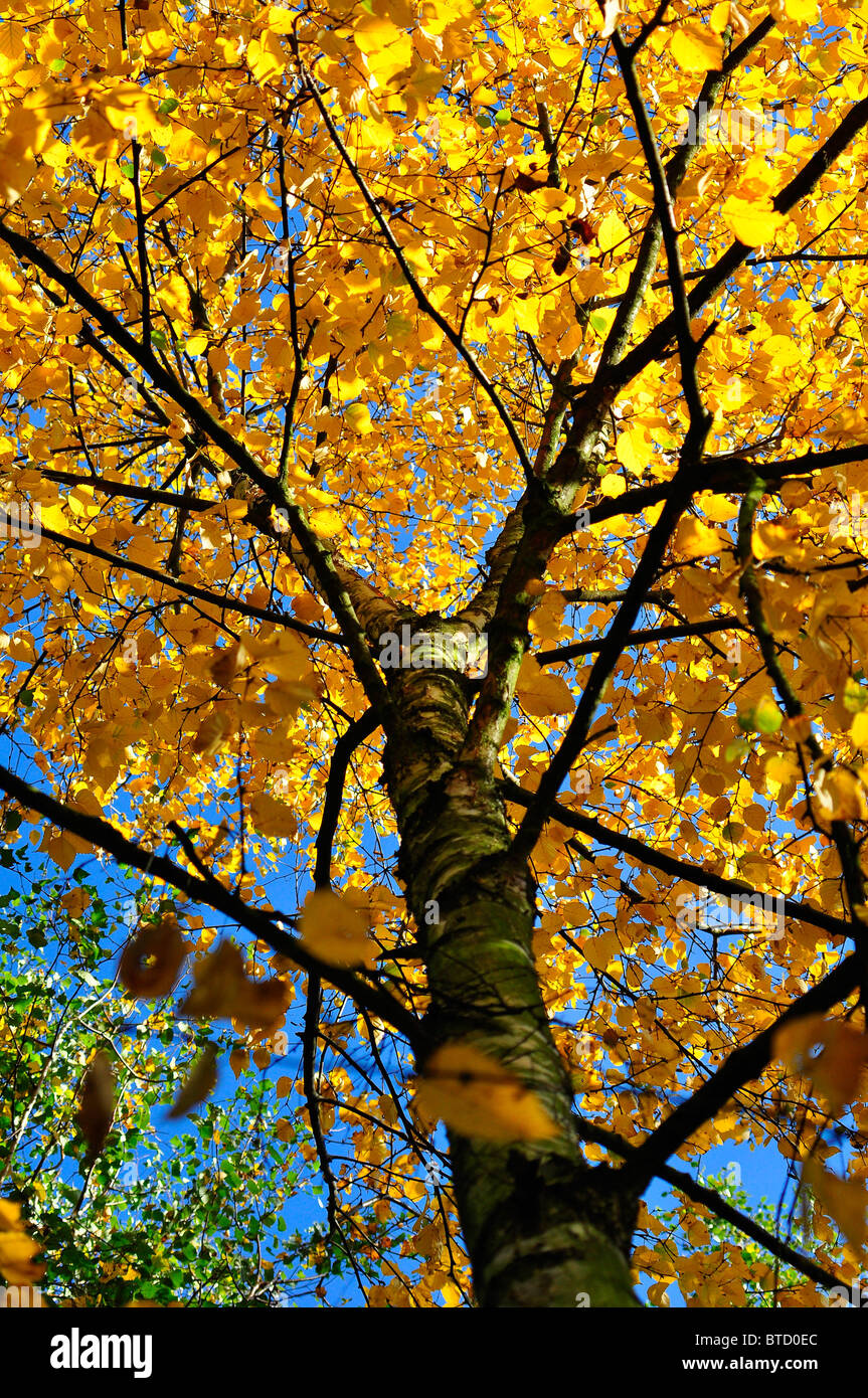 Silver Birch tree with Autumn foliage Stock Photo - Alamy