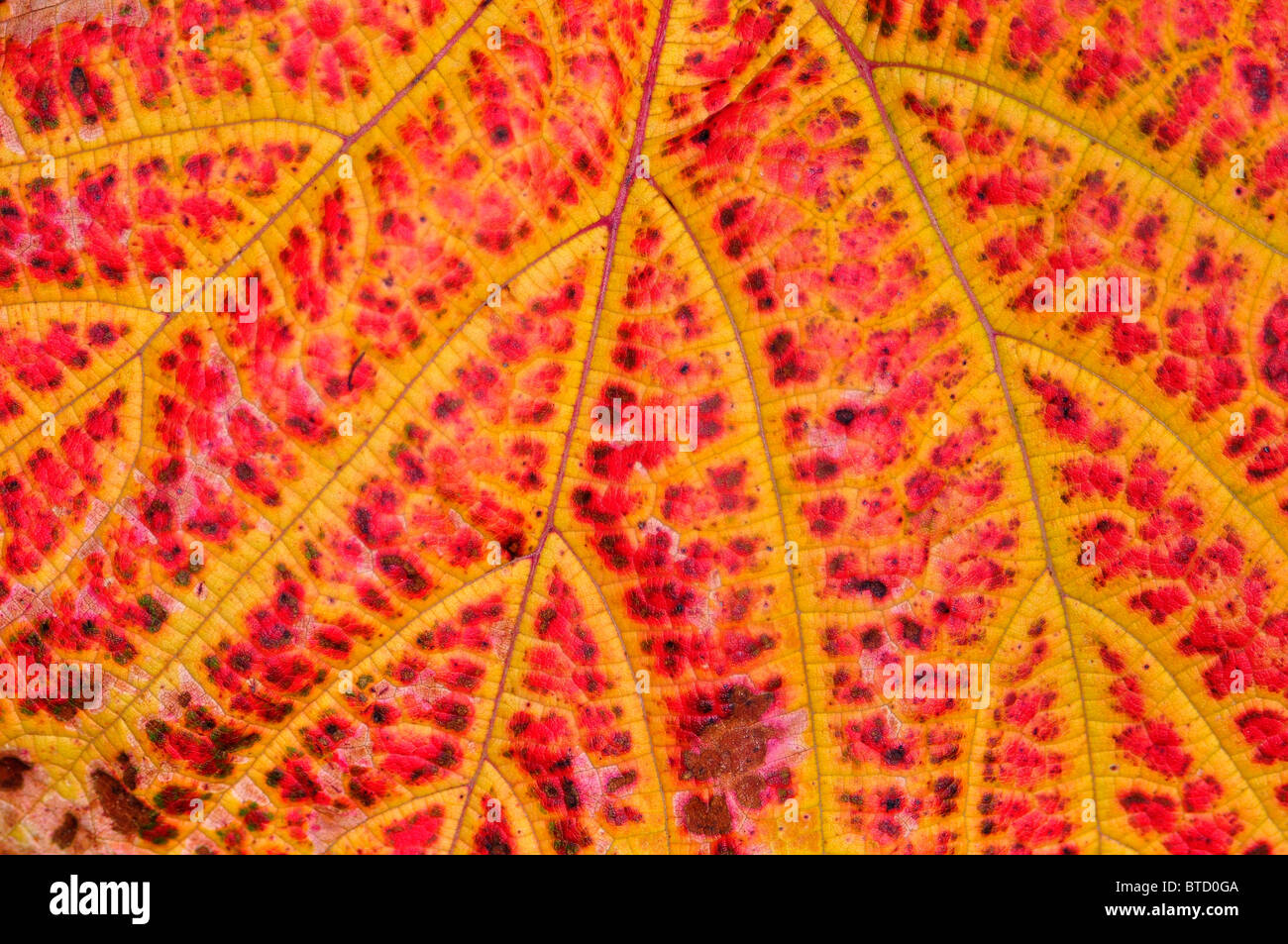 Autumn Leaf changing colour Stock Photo - Alamy