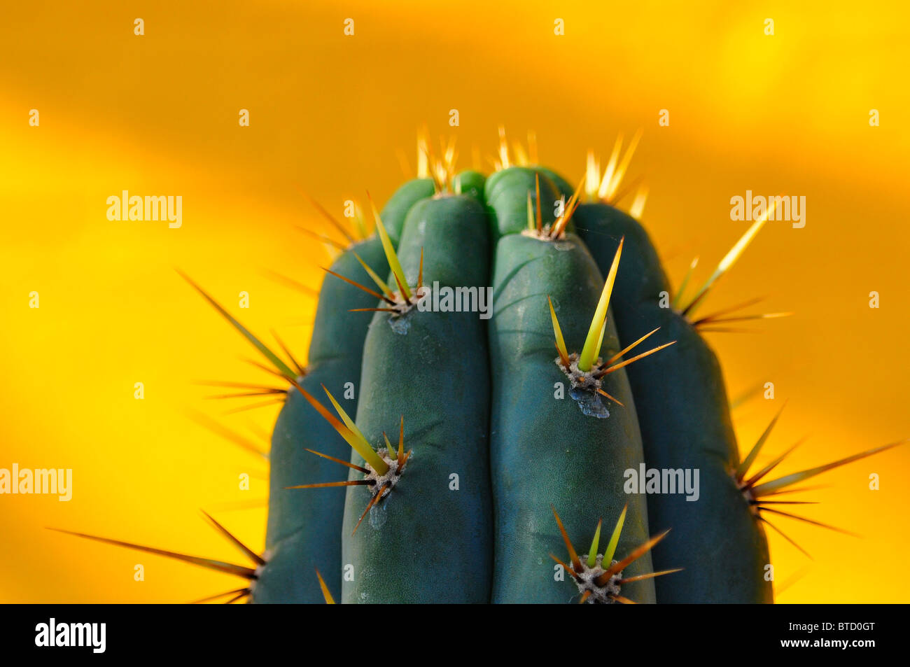 Cactus with sharp spines against yellow wall Stock Photo - Alamy