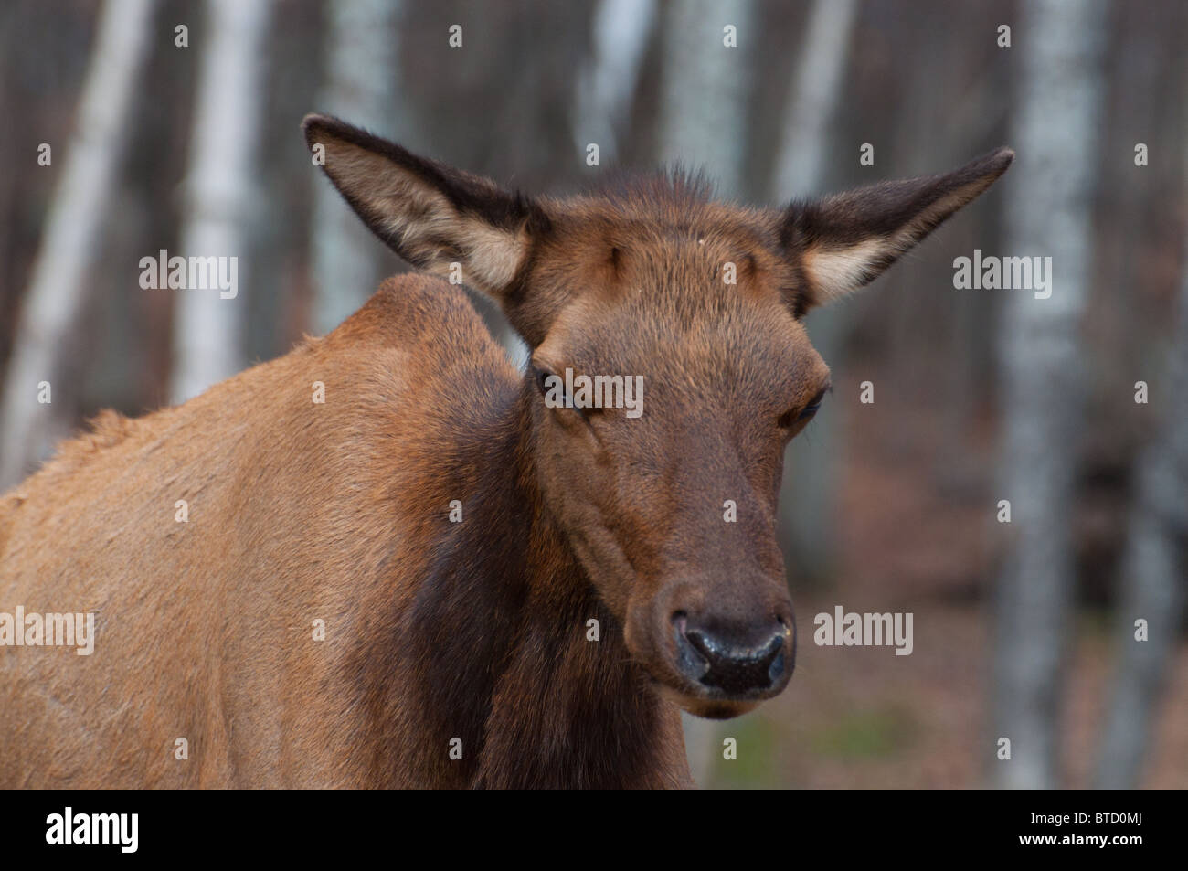A female Elk in autumn Stock Photo - Alamy