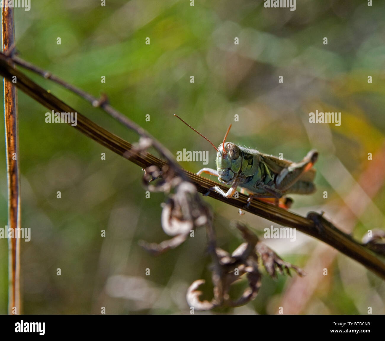 Grasshopper head hi-res stock photography and images - Alamy
