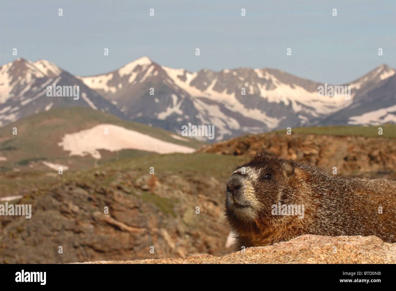 A Yellow-bellied Marmot resting outside of its majestic mountain home ...