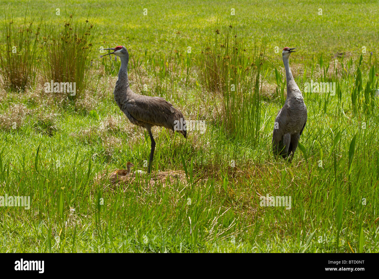 Sandhill cranes nesting in a wetlands in Florida Stock Photo - Alamy