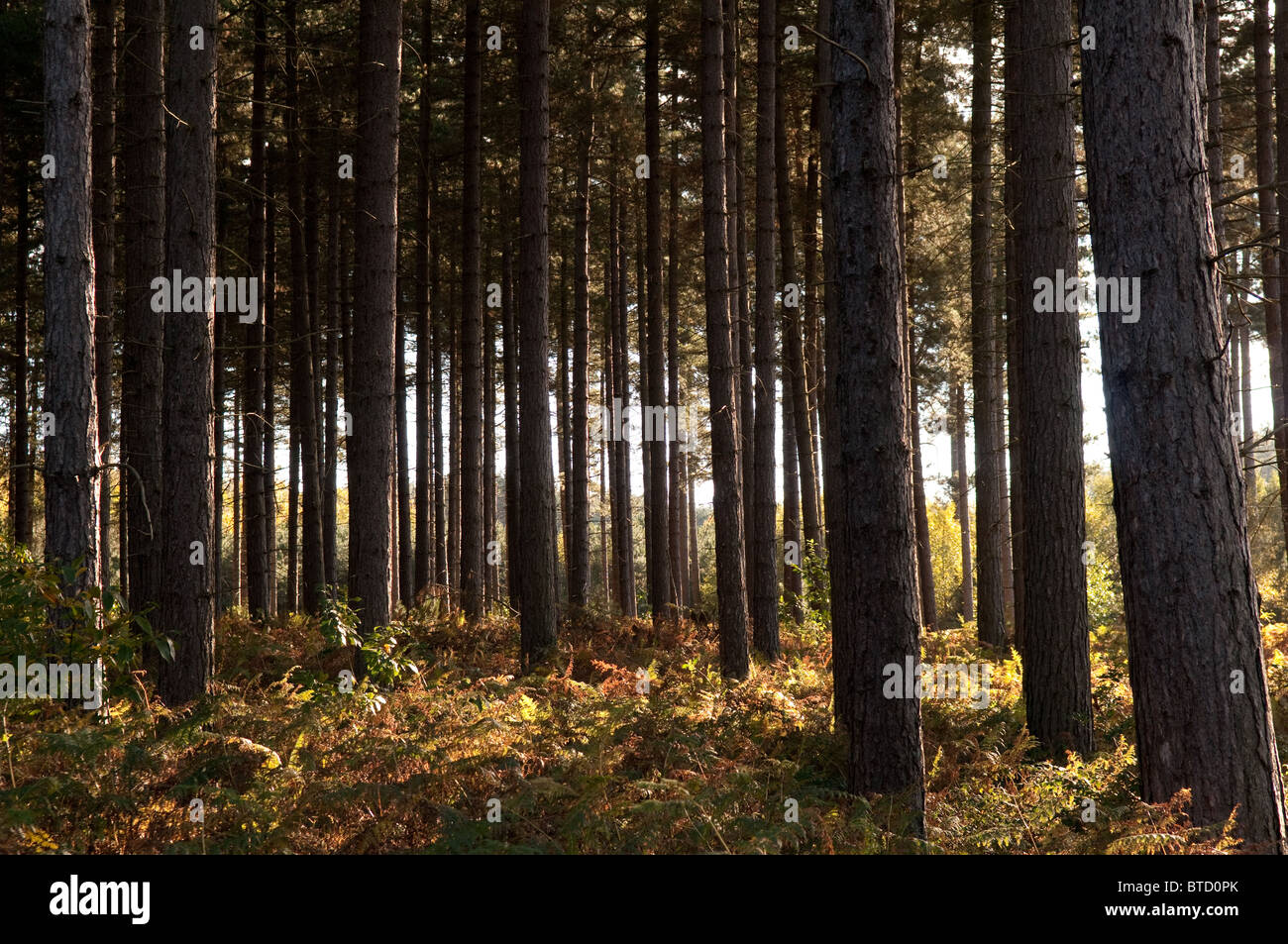 Forestry Commission plantation forest in Sherwood Forest ...