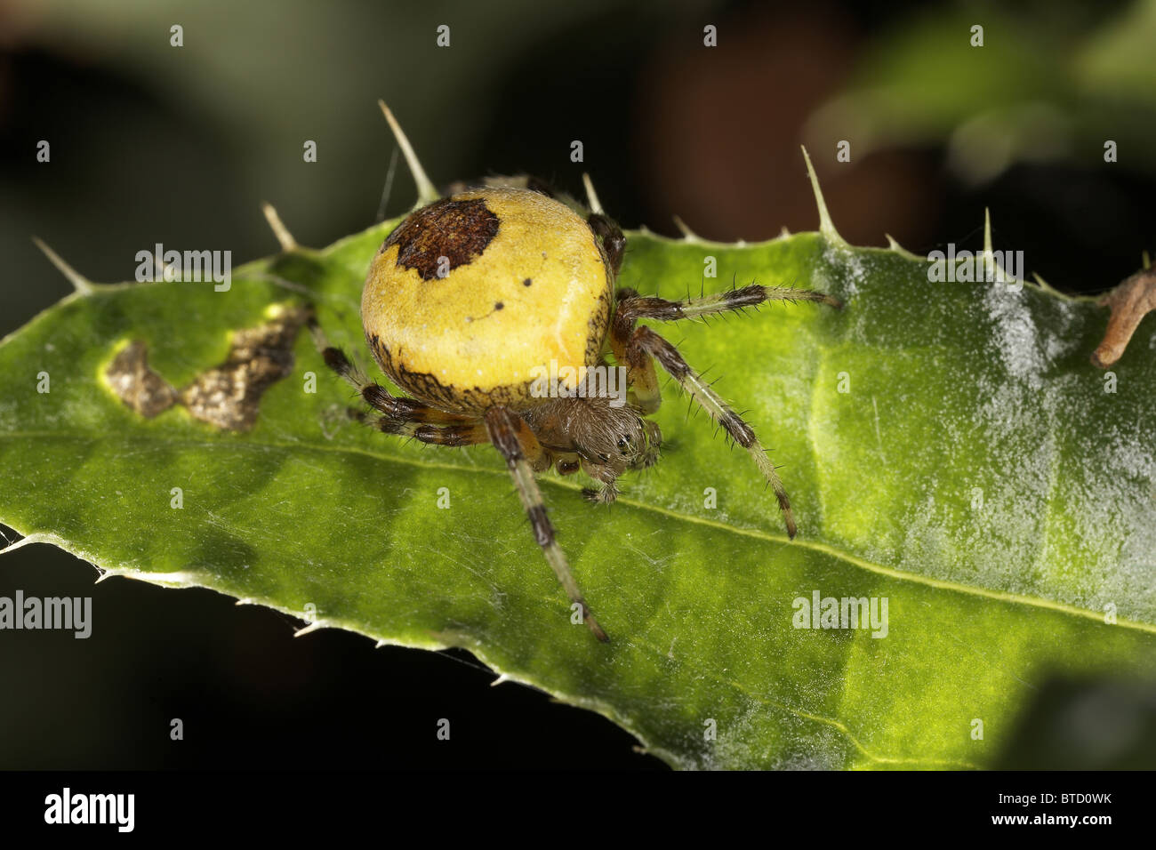 Orb Web spider, Araneus marmoreus var. pyramidatus Crowle Moor nature ...