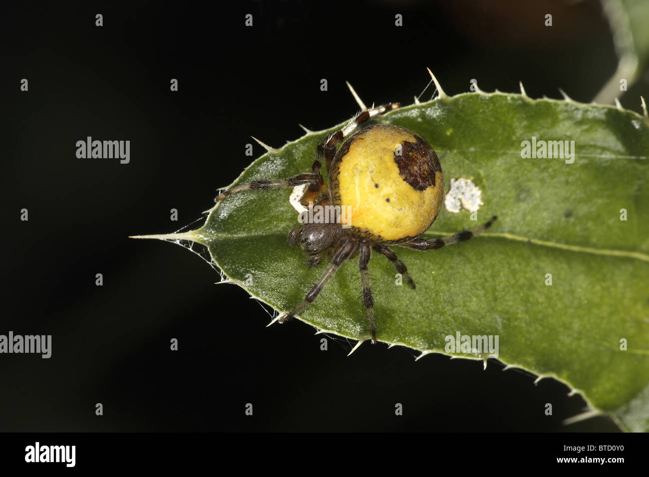 Orb Web spider, Araneus marmoreus var. pyramidatus Crowle Moor nature ...