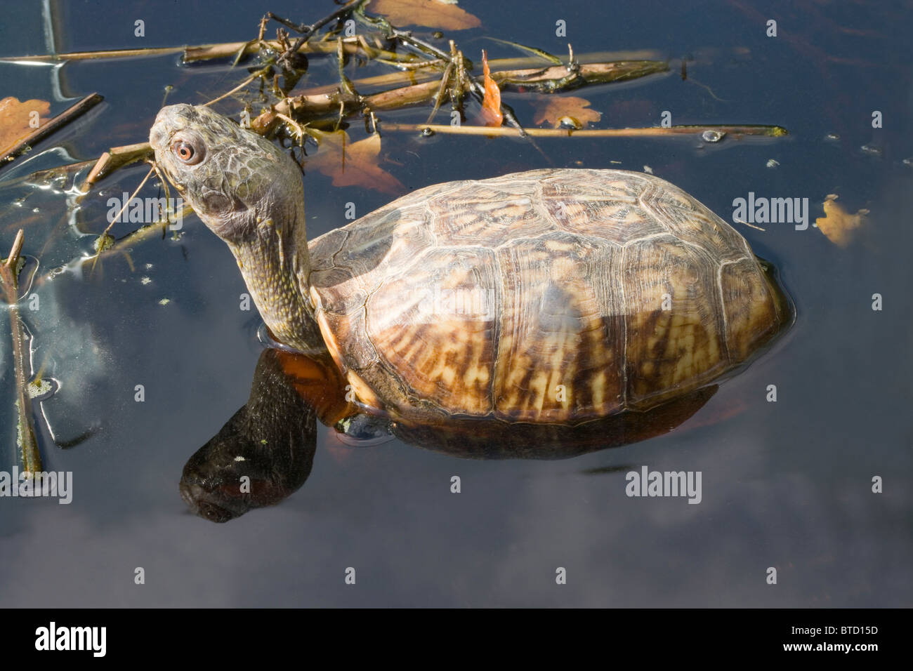 North Americn Box Turtle (Terrapene carolina). Sitting in shallow pool ...