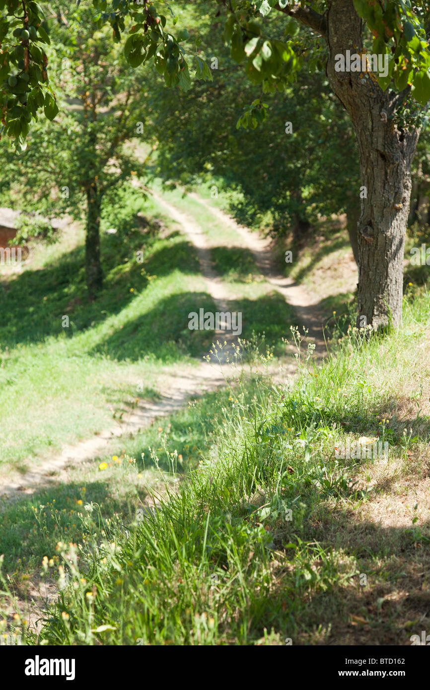 Old path in Tuscany Stock Photo - Alamy