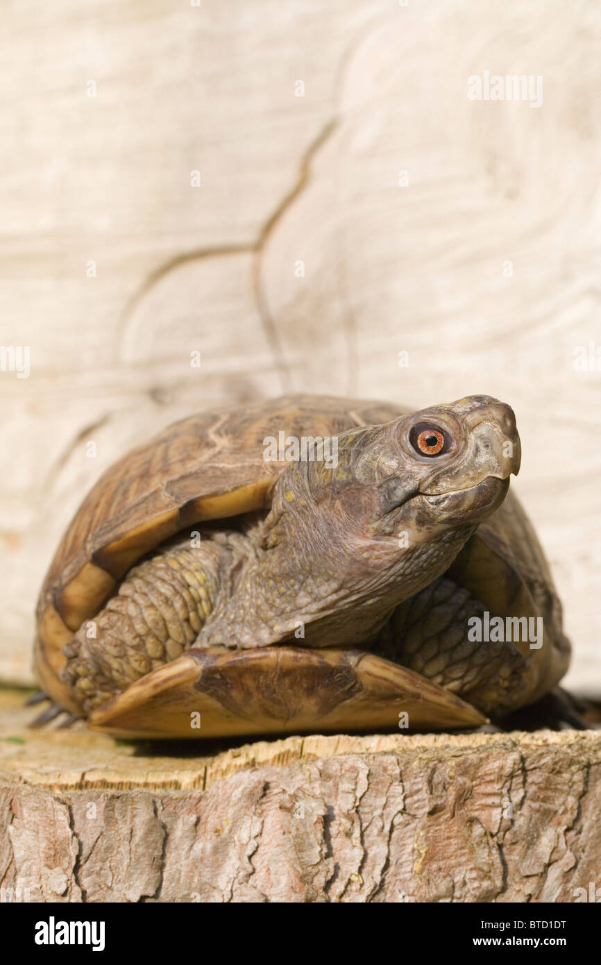 North American or Carolina Box Turtle (Terrapene carolina Stock Photo ...
