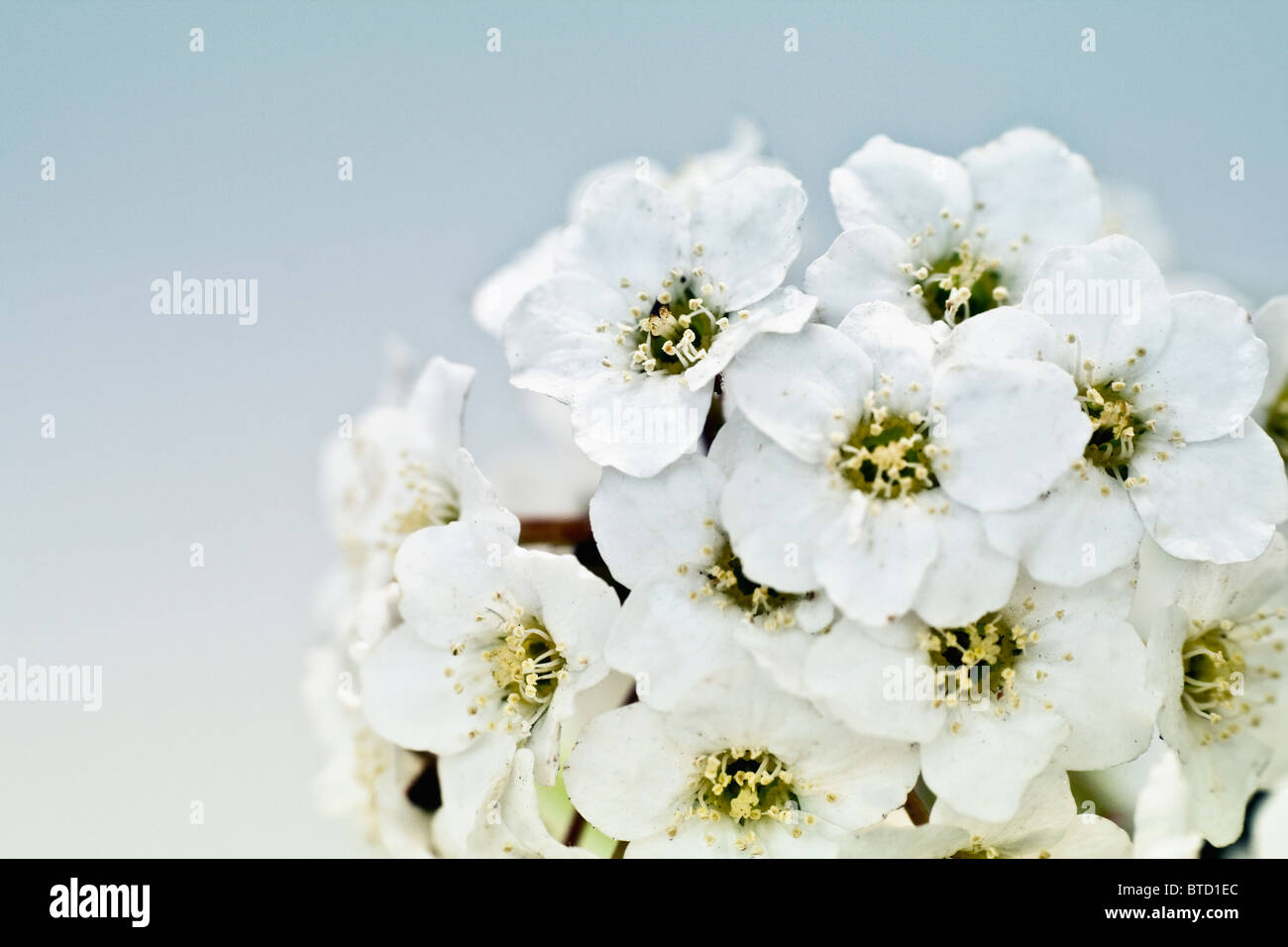 Tiny White Flower Bouquet Macro Stock Photo - Alamy