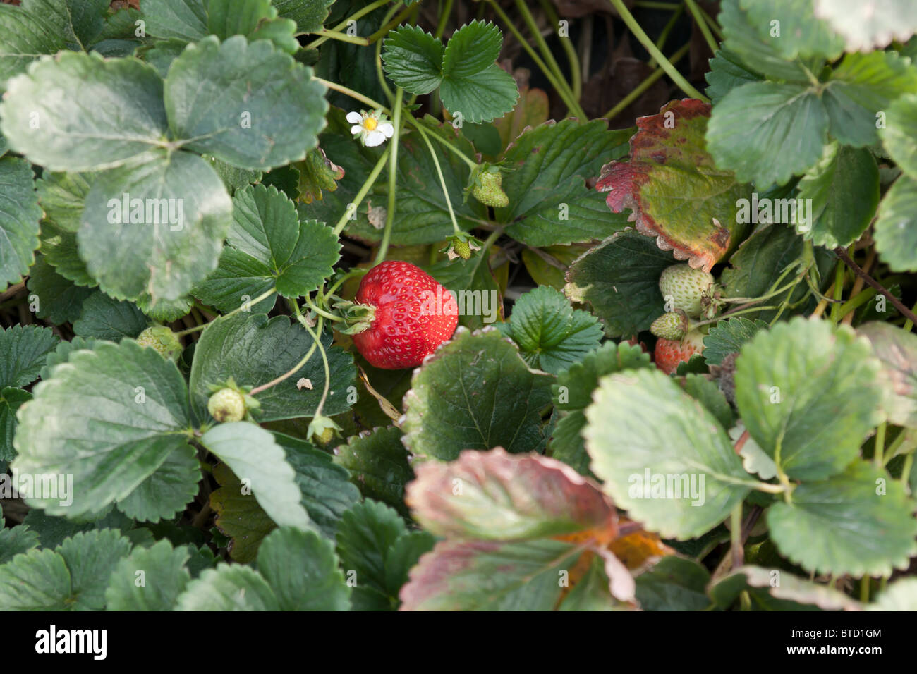strawberry in strawberry patch Stock Photo - Alamy