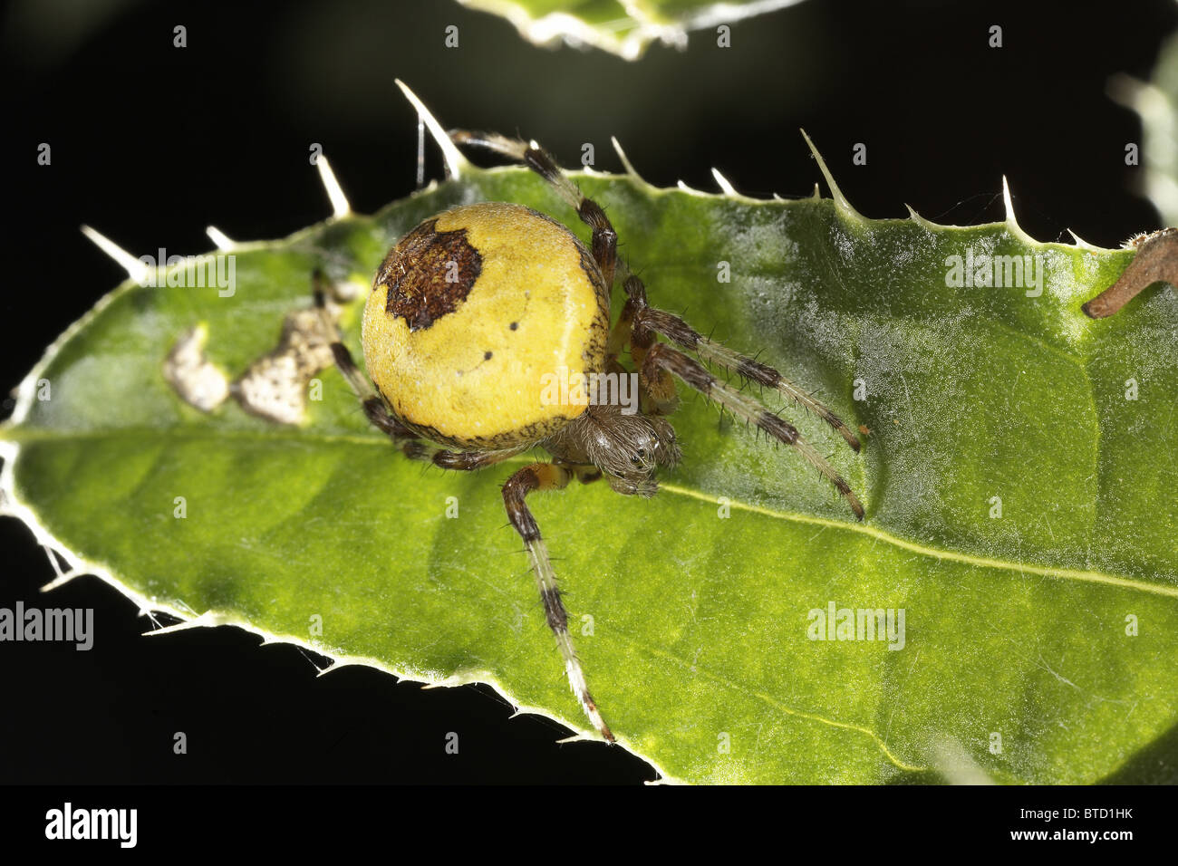Orb Web spider, Araneus marmoreus var. pyramidatus Crowle Moor nature ...